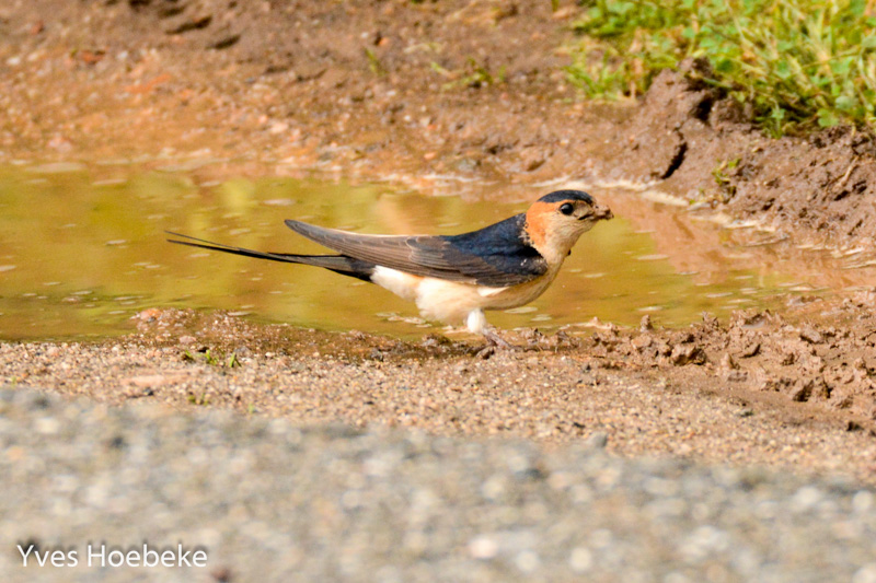 wiki-rondine – Apustracker