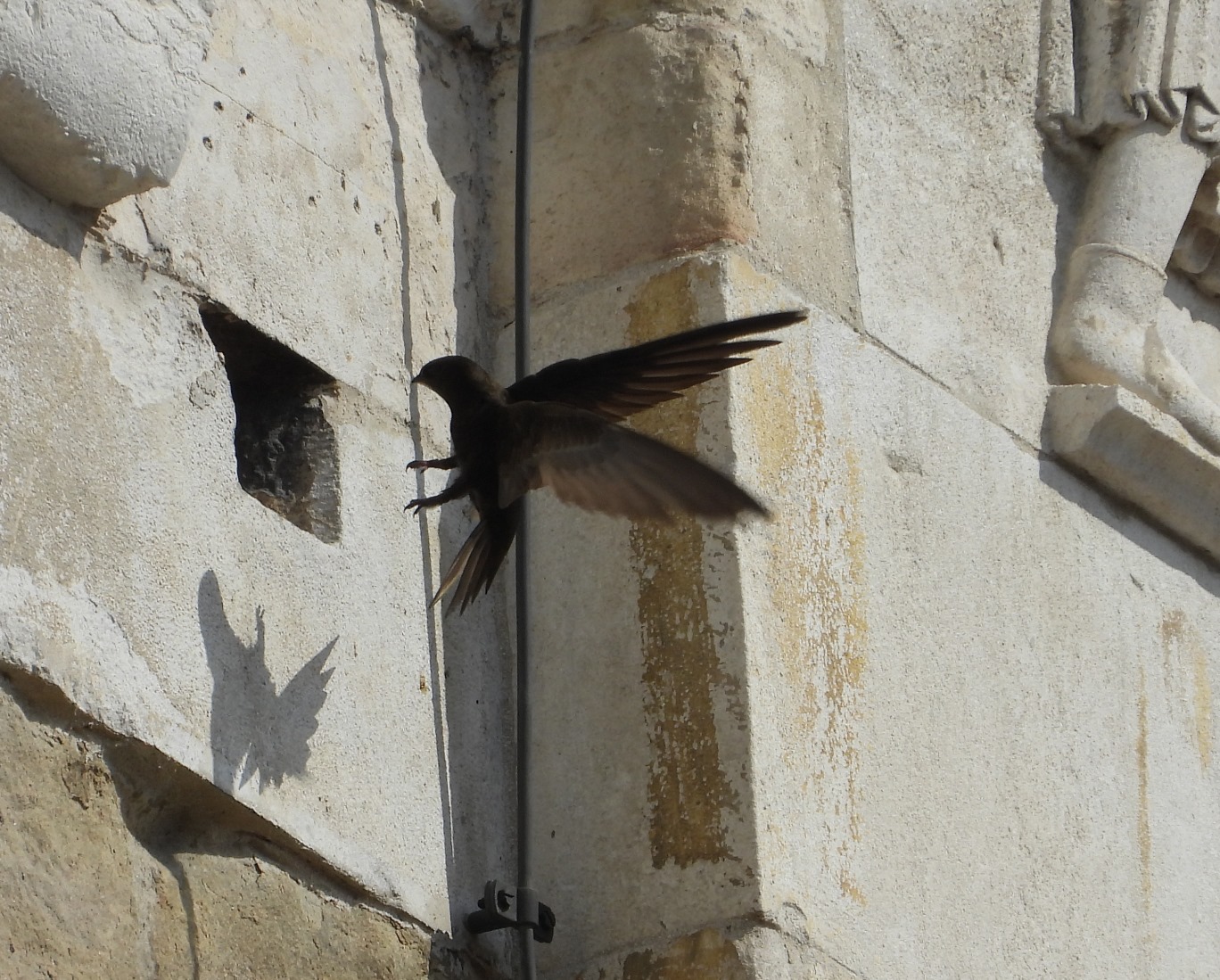 wiki-rondone – Apustracker