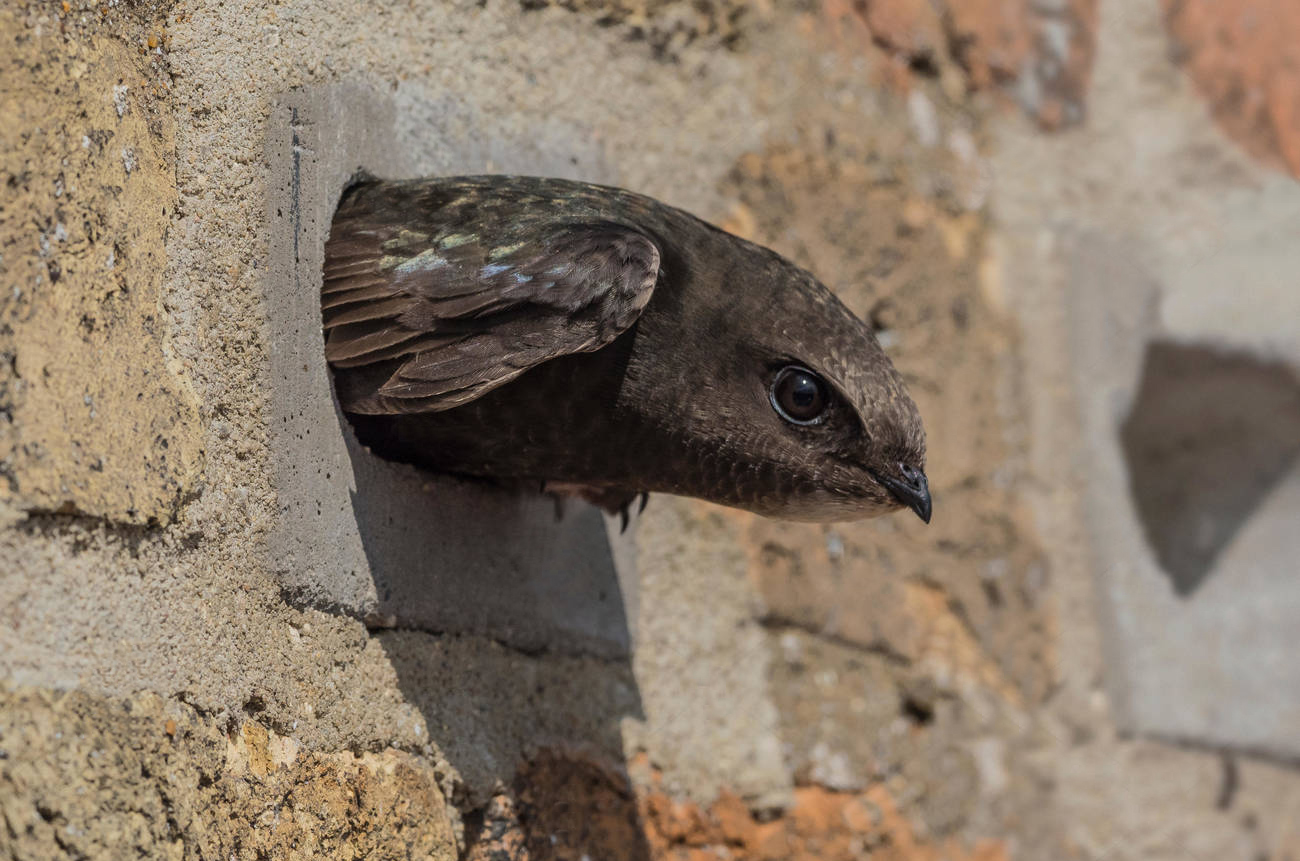 wiki-rondone – Apustracker