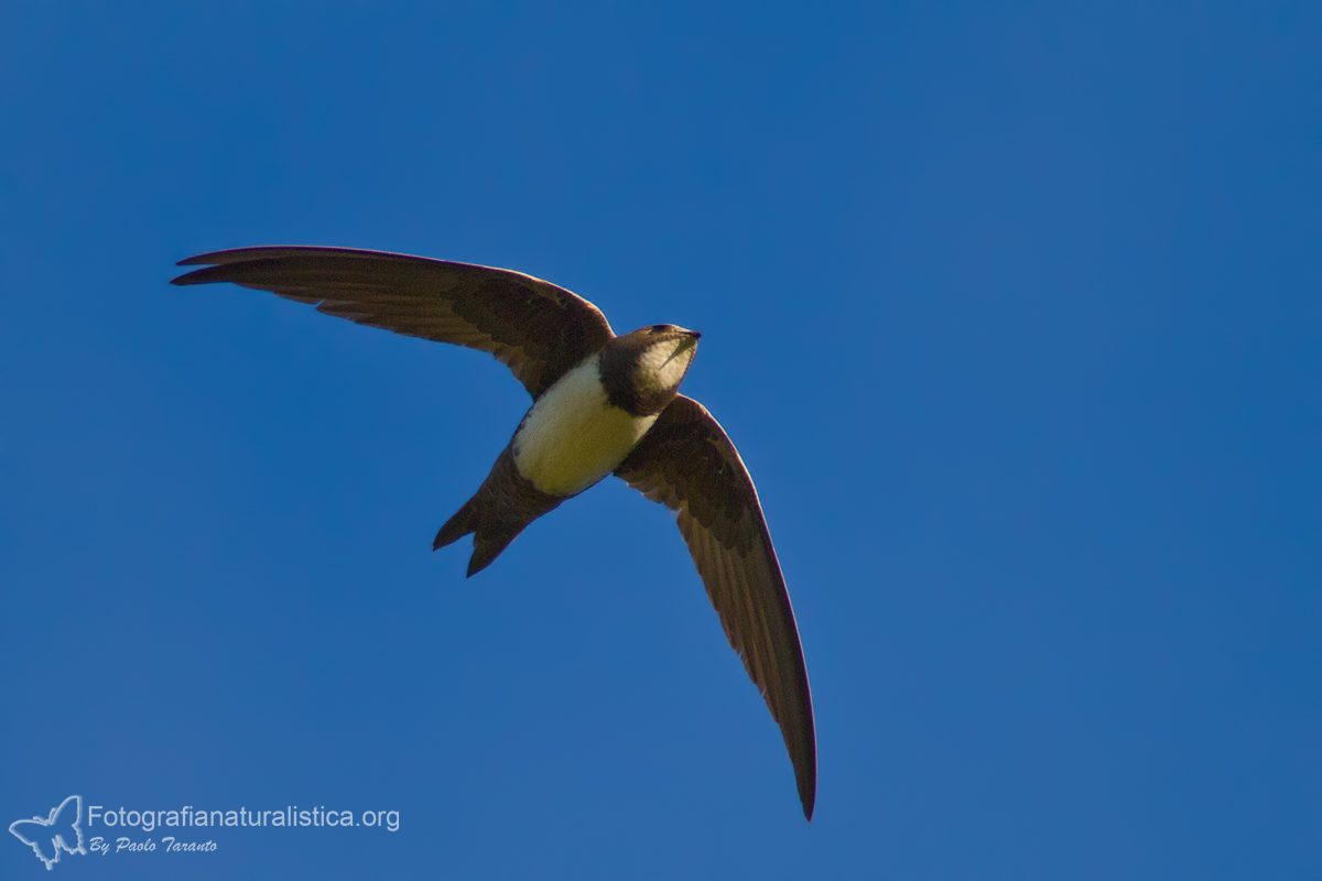 wiki-rondone – Apustracker