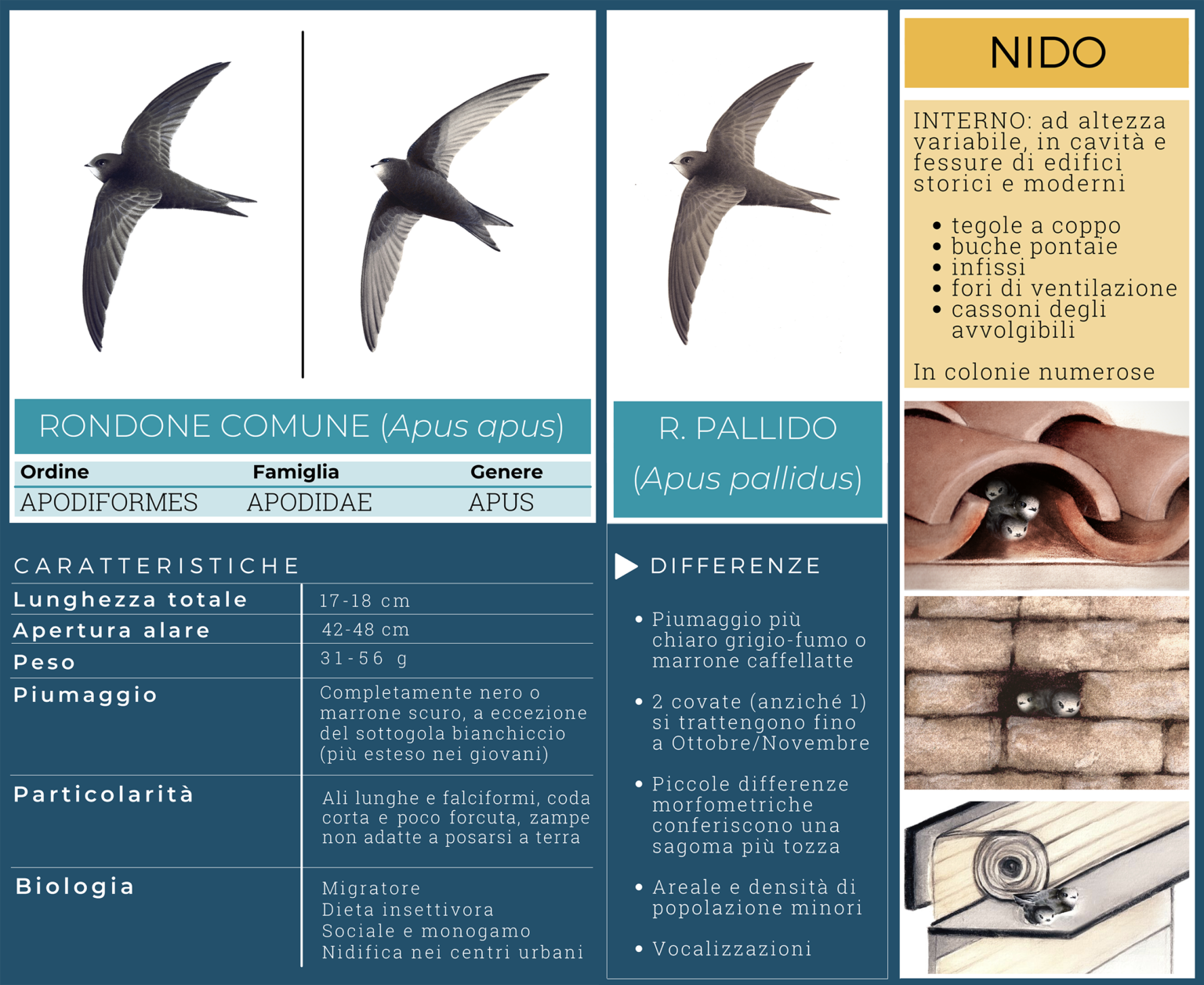 wiki-rondone – Apustracker