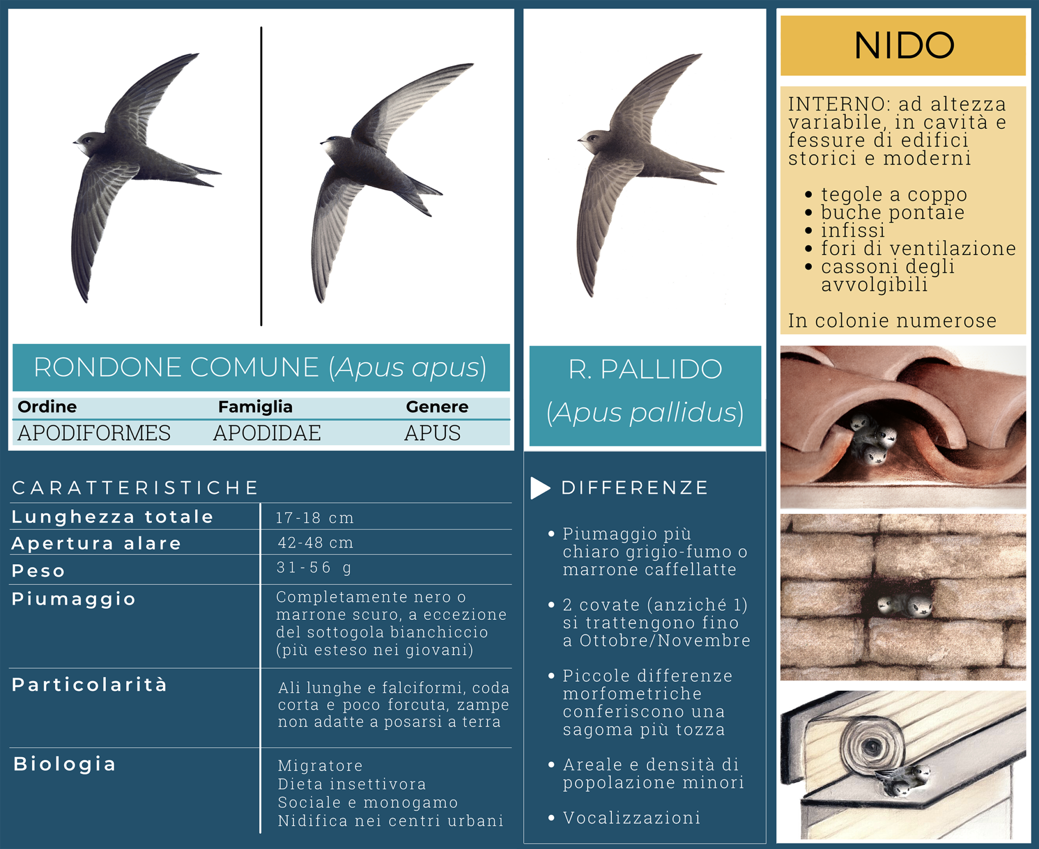 wiki-rondone – Apustracker