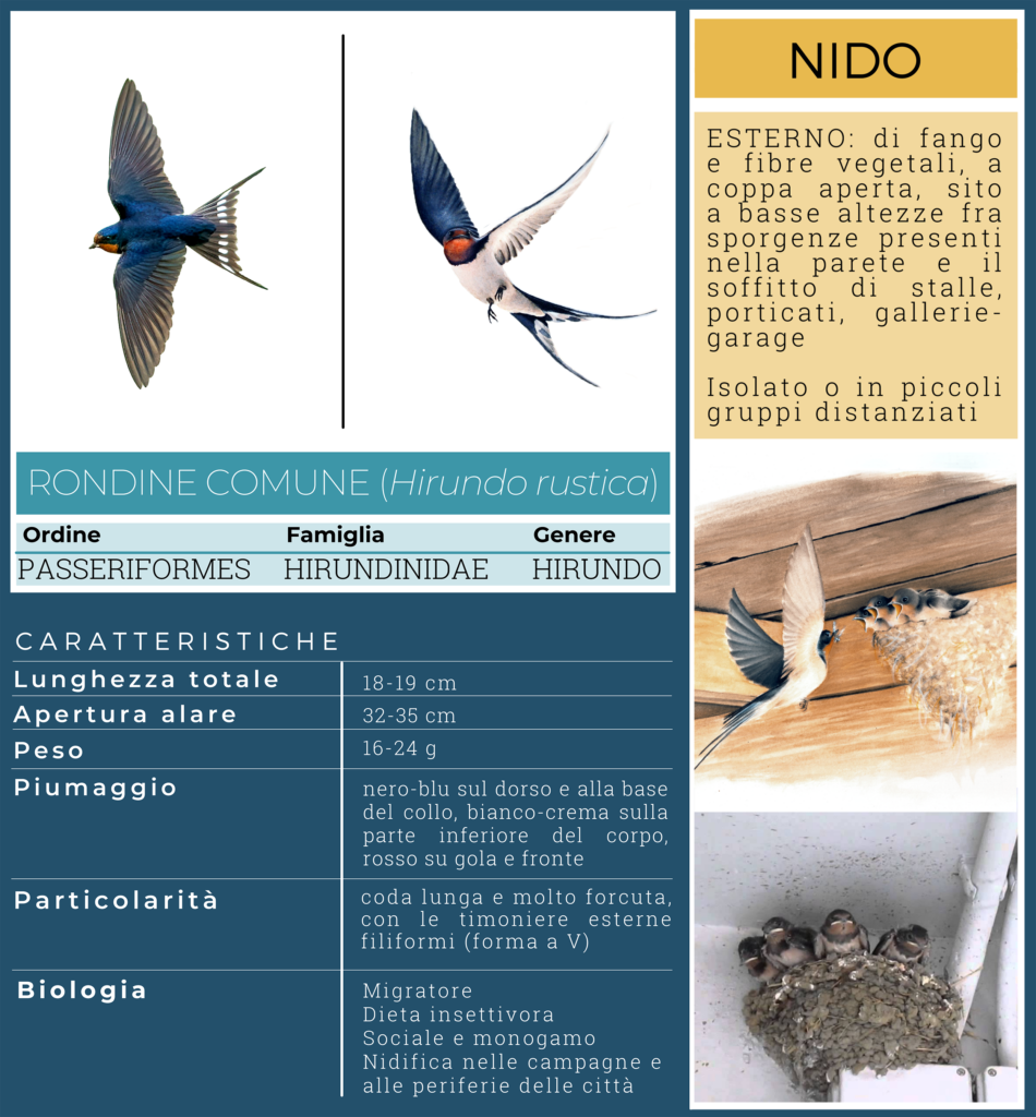 wiki-rondine – Apustracker