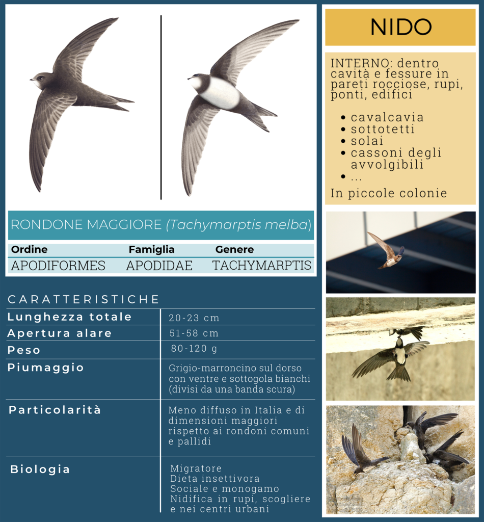 wiki-rondone – Apustracker